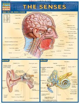 Libro german grammar laminate reference chart, barcharts inc, ISBN ...