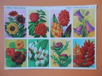 Libro Láminas Educativas. Flores Y Frutos Del Mundo, Nº 8 De Varios Autores - Buscalibre