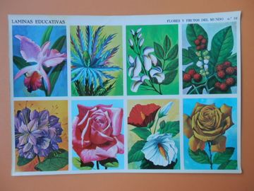 Libro Láminas Educativas. Flores Y Frutos Del Mundo, Nº 18 De Varios Autores - Buscalibre