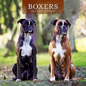 Libro 2023 Boxers Monthly Wall Calendar by red Robin Calendars 12" x 12 ...