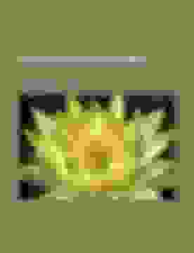 Libro phoenician alphabet: aleph, waw, shin, ayin, yodh, kaph, gimel ...